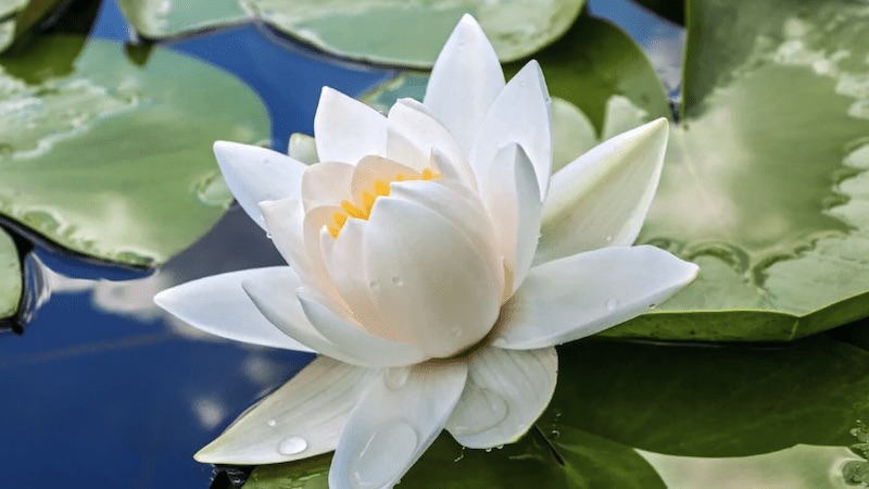 Mindful Living 4-week class | Zen Center of Denver | Zen Peacemakers Hive